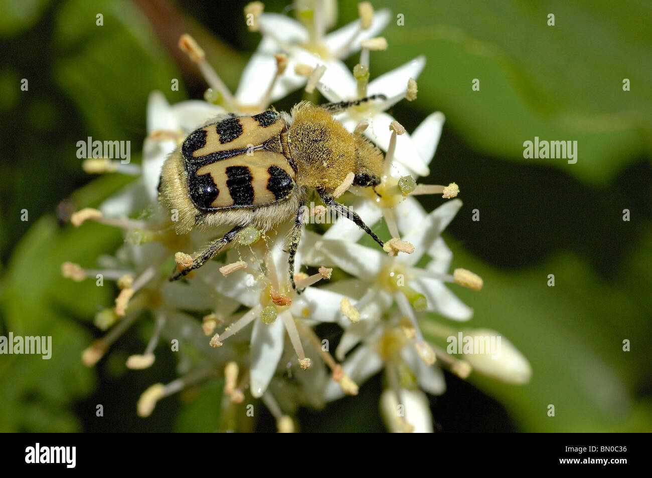 Trichius fasciatus, Bee beetle Stock Photo - Alamy
