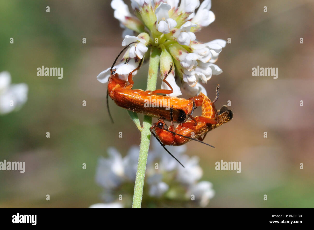 Rhagonycha fulva, Common red soldier beetle Stock Photo - Alamy