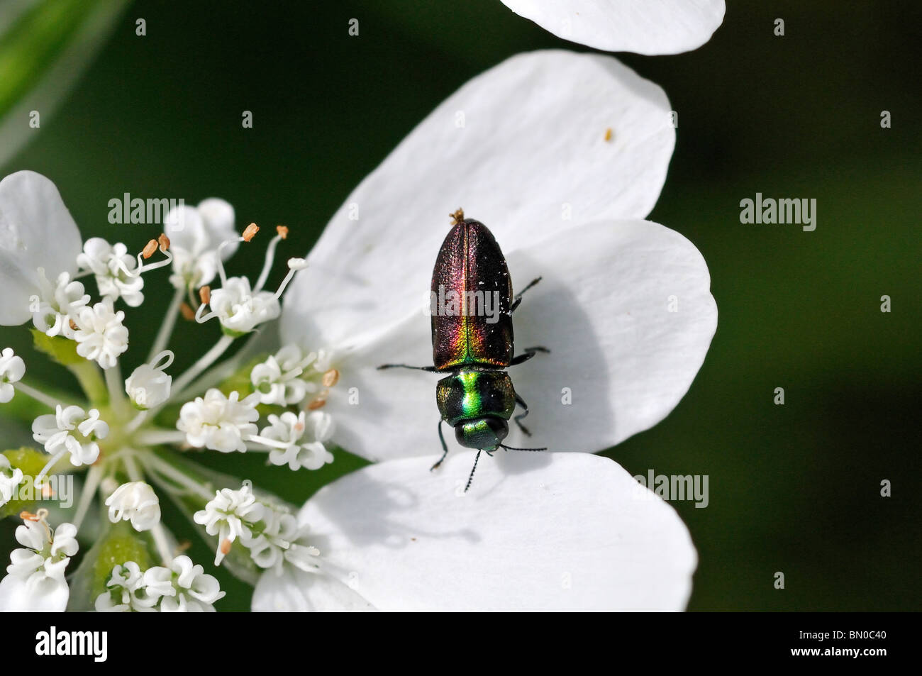 Coleoptera beetle hi-res stock photography and images - Alamy