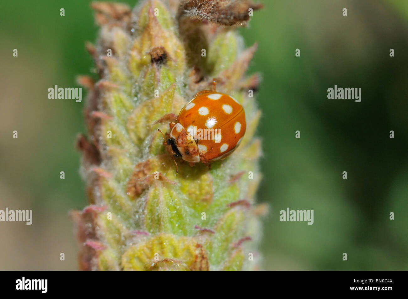 Cream spot ladybird hi-res stock photography and images - Alamy
