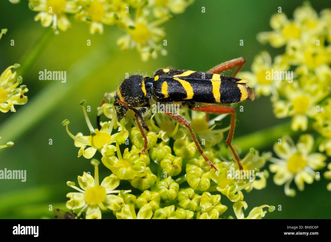 Clytus arietis, Wasp Beetle Stock Photo - Alamy