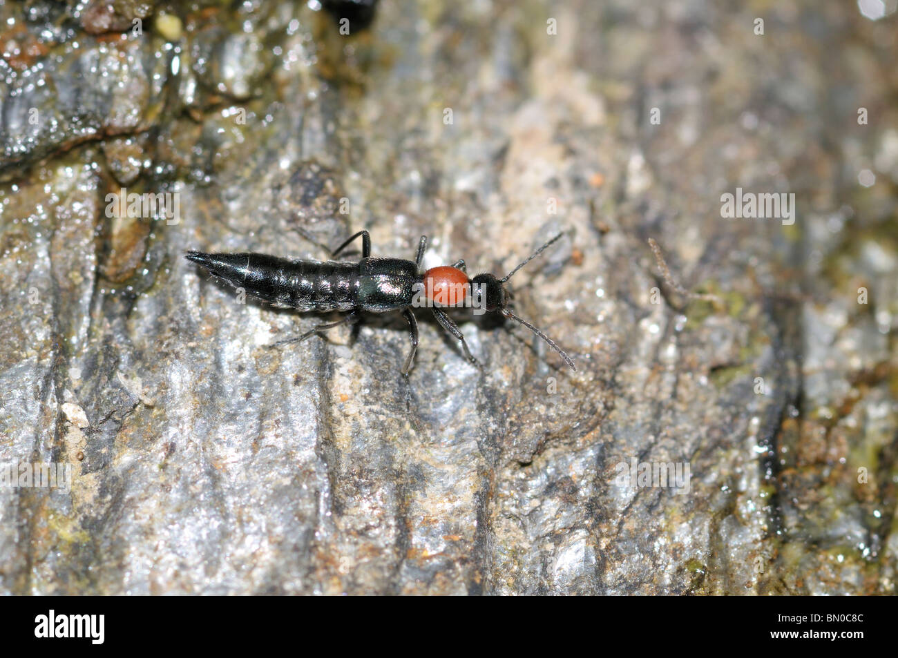 Paederus hi-res stock photography and images - Alamy