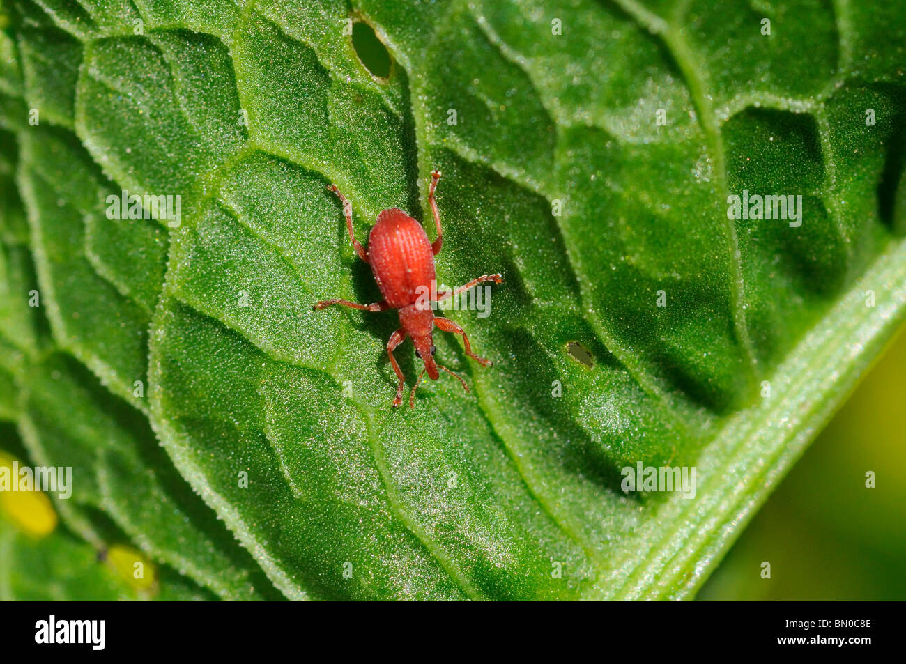 Apion hi-res stock photography and images - Alamy