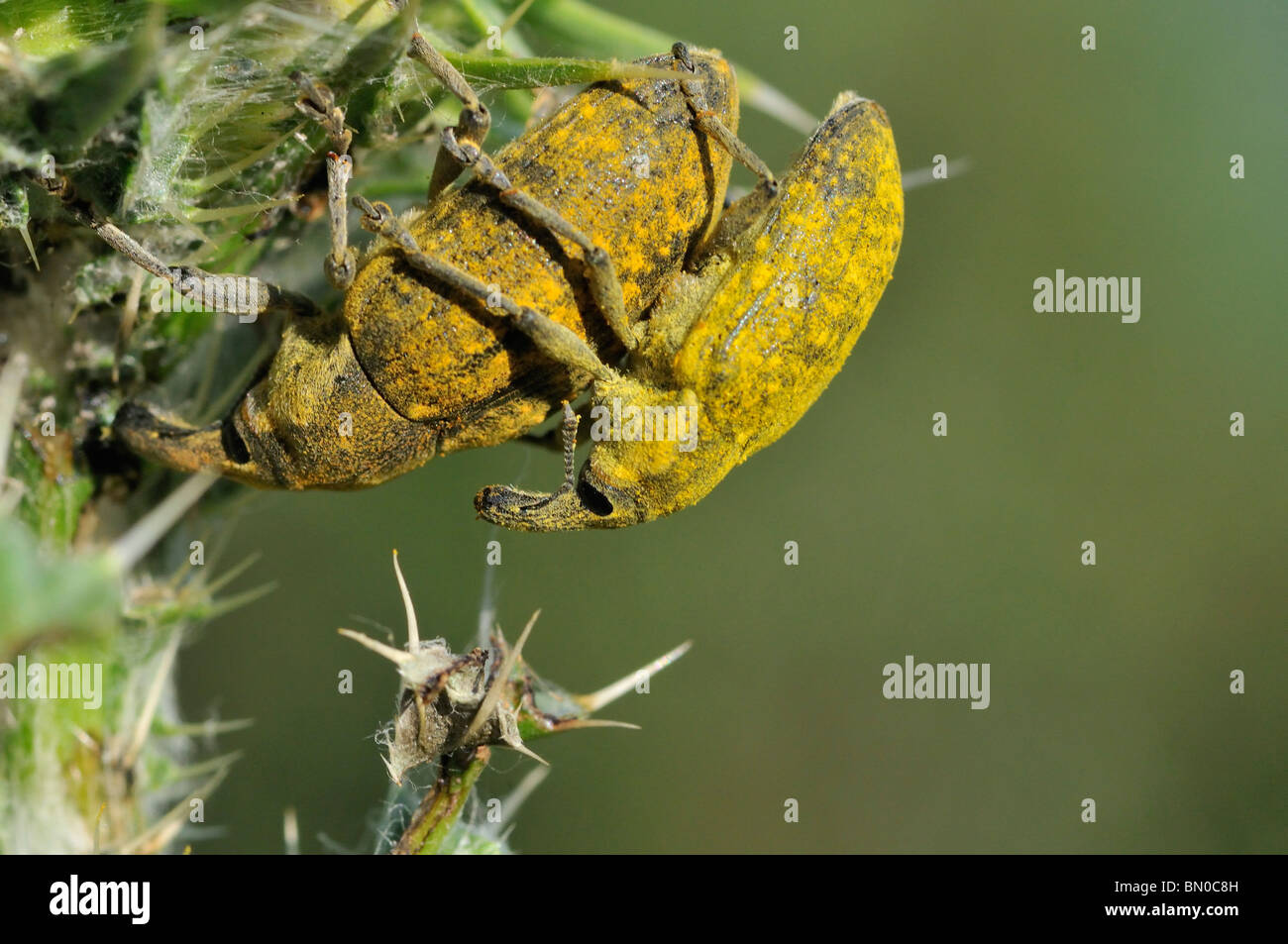 Coleoptera insect hi-res stock photography and images - Alamy