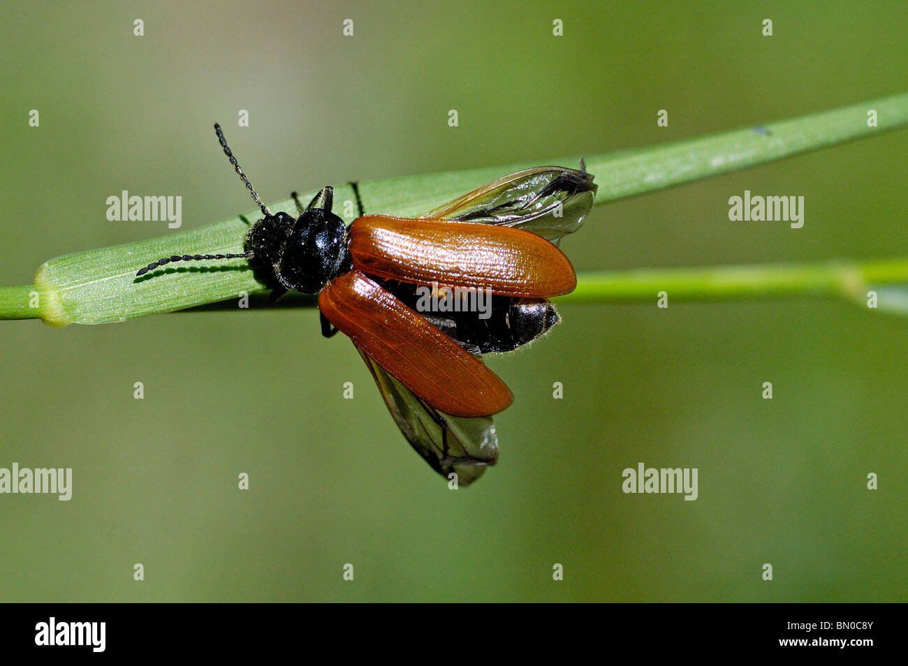 Elitre hi-res stock photography and images - Alamy