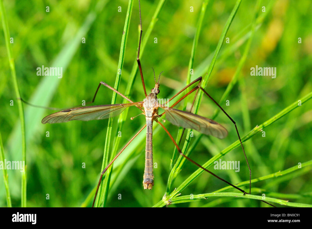 Tipula sp., crane flies or Daddy Long Legs Stock Photo - Alamy