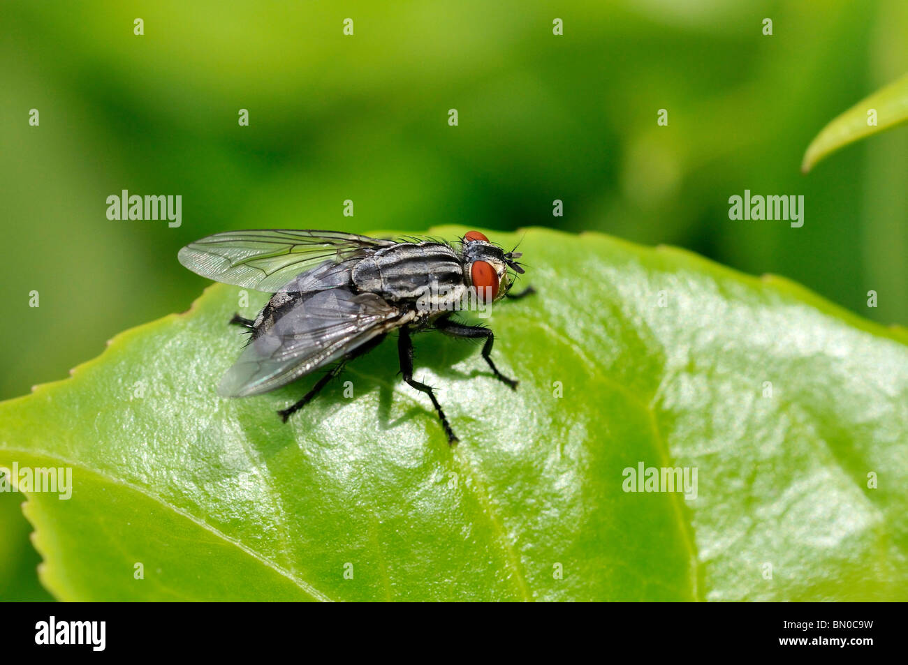 Sarcophagidae family hi-res stock photography and images - Alamy