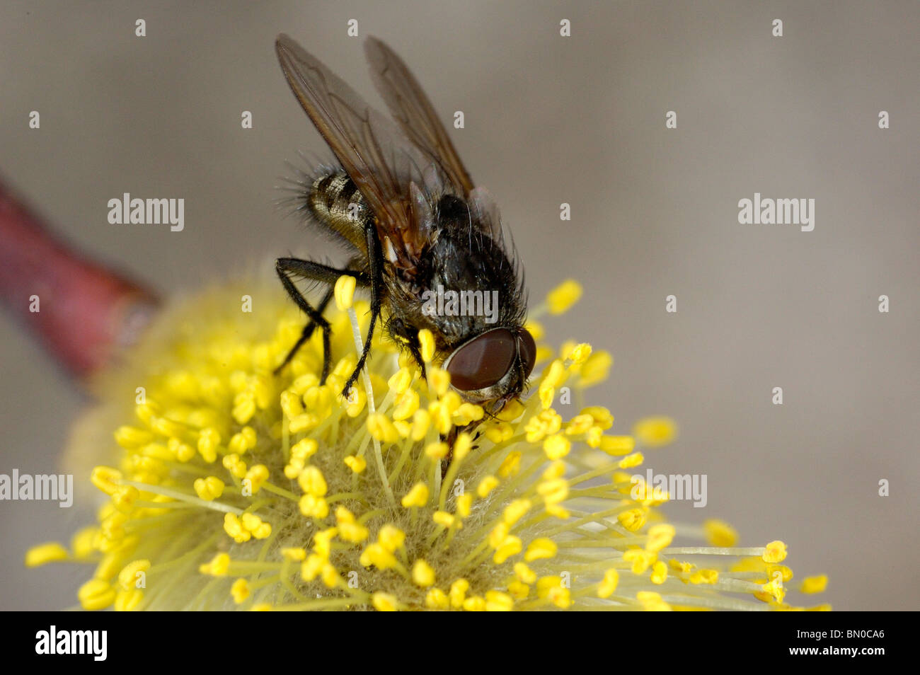 Invertebrate house hi-res stock photography and images - Alamy