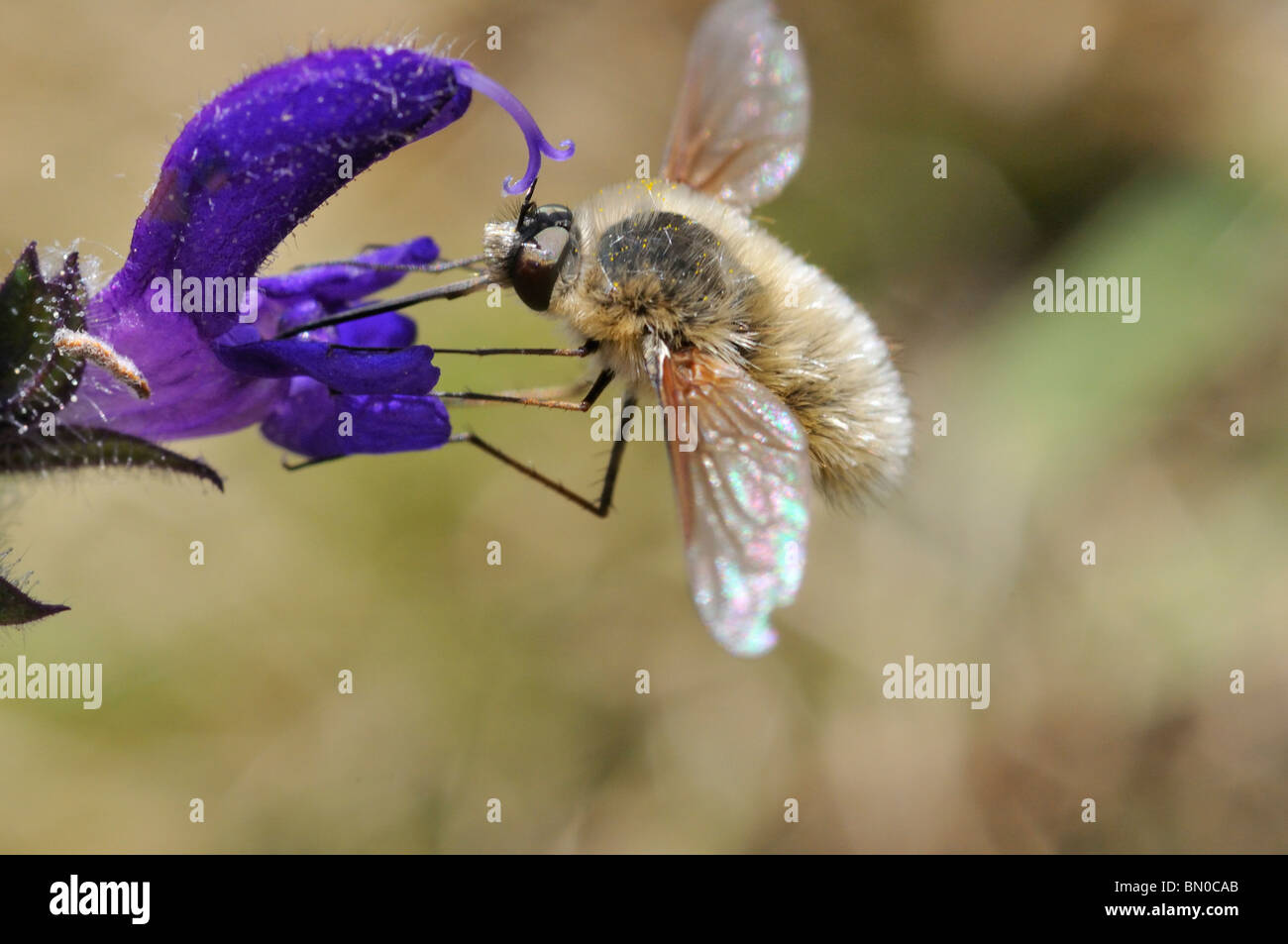 Bombylius major, large bee fly Stock Photo - Alamy