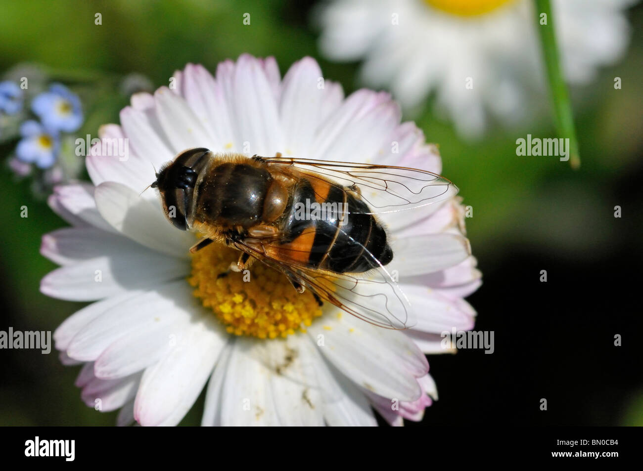 Interrupta hi-res stock photography and images - Alamy