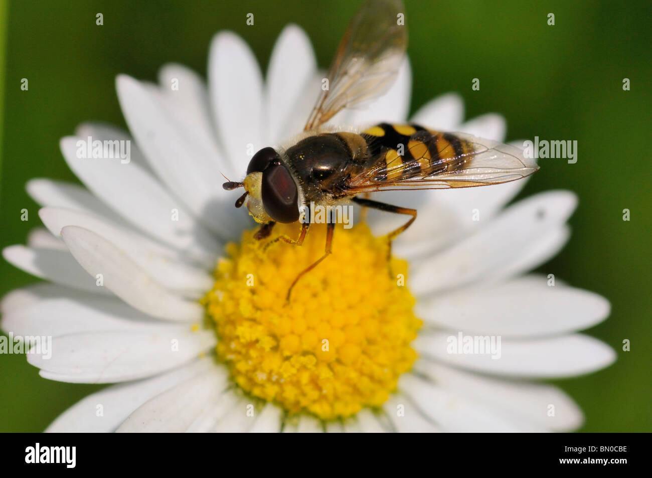 Eupeodes latifasciatus hi-res stock photography and images - Alamy