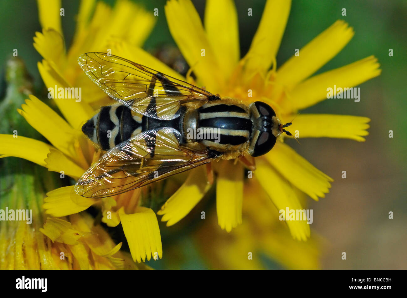 Helophilus trivittatus female Stock Photo - Alamy
