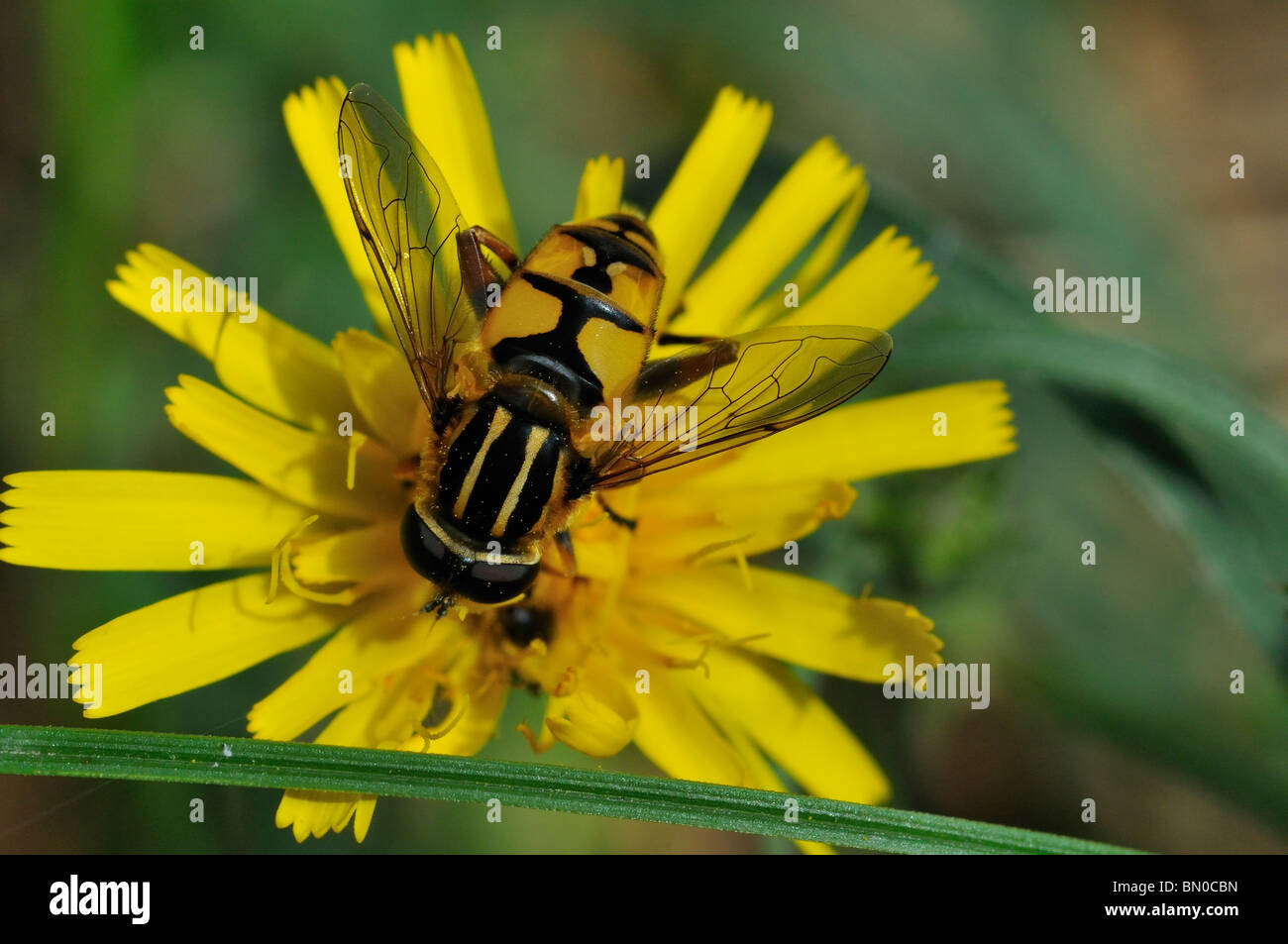 Helophilus trivittatus male Stock Photo - Alamy