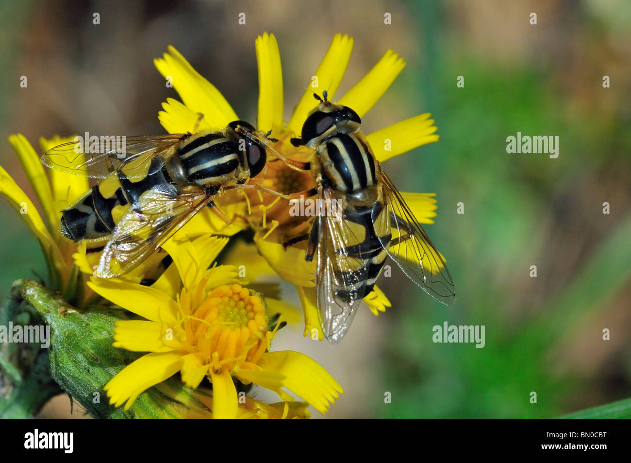 Helophilus trivittatus female and male Stock Photo - Alamy
