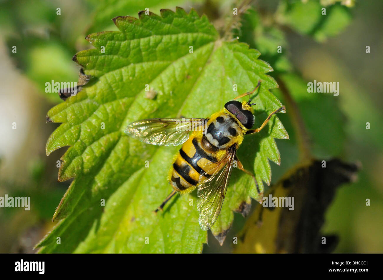 Hoverfly myathropa florea syrphidae diptera hi-res stock photography and images - Alamy