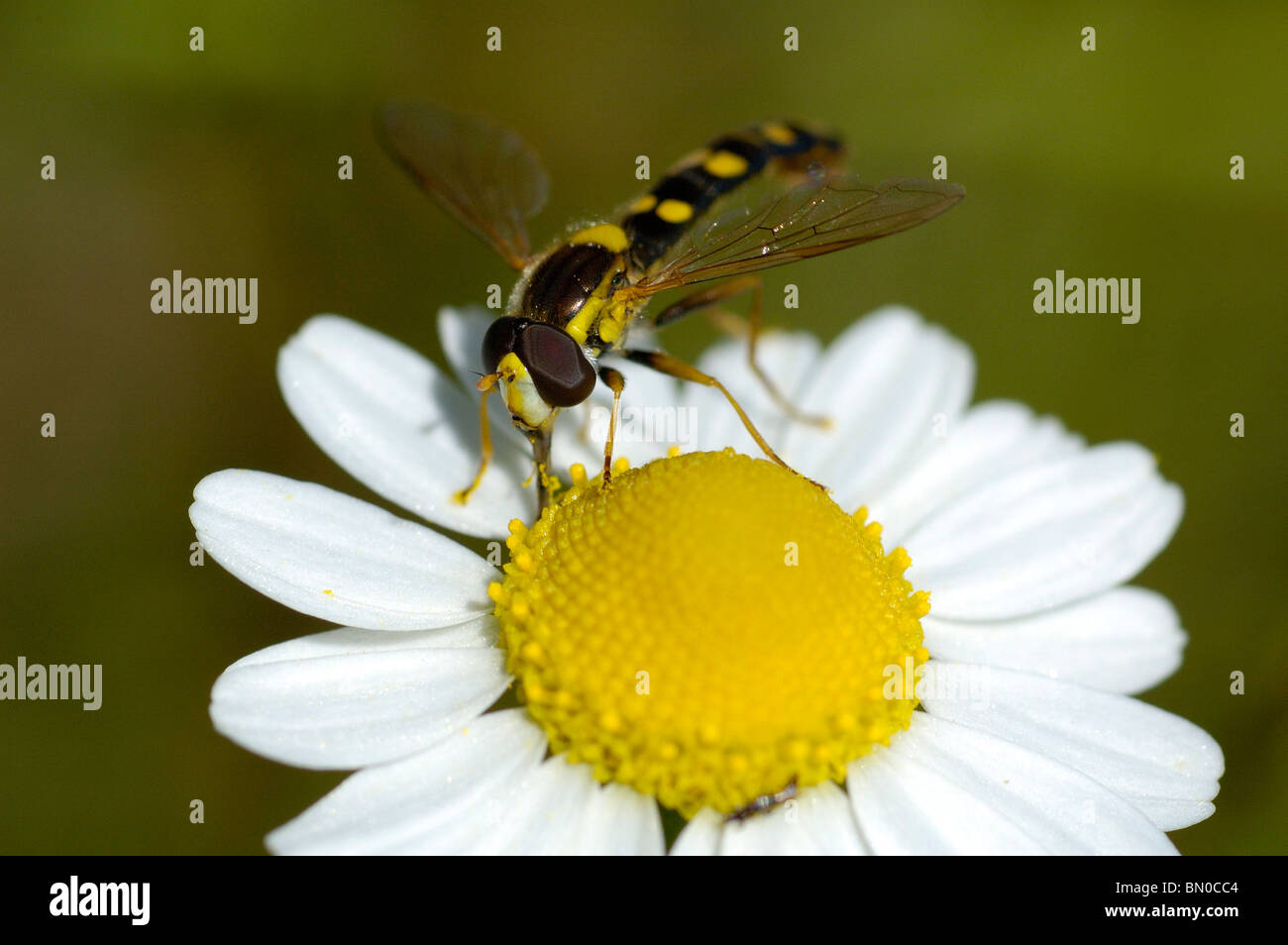 Sphaerophoria interrupta hi-res stock photography and images - Alamy