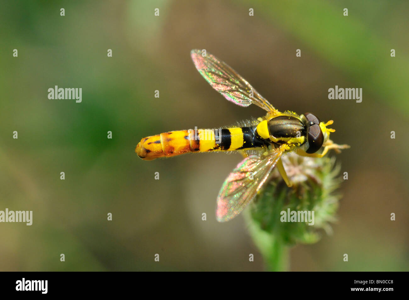 Sphaerophoria rueppellii hi-res stock photography and images - Alamy