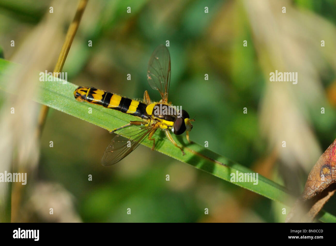 Sphaerophoria sp hi-res stock photography and images - Alamy