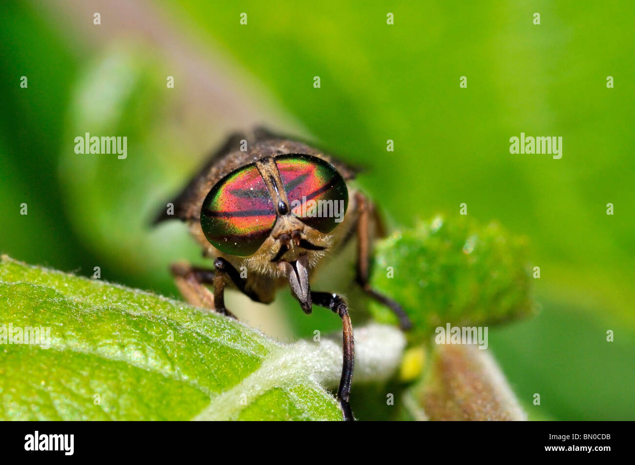 Hybomitra sp hi-res stock photography and images - Alamy