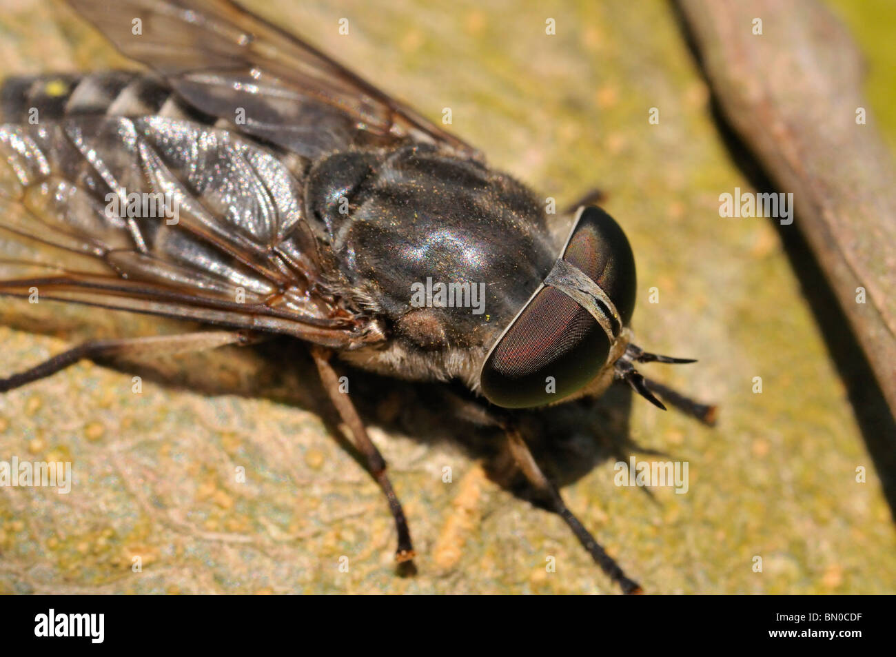 Tabanus autumnalis, large marsh horsefly Stock Photo - Alamy