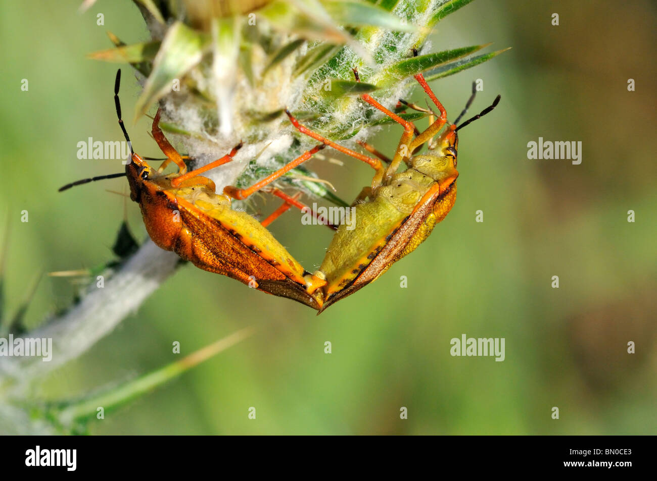 Carpocoris purpureipennis hi-res stock photography and images - Alamy