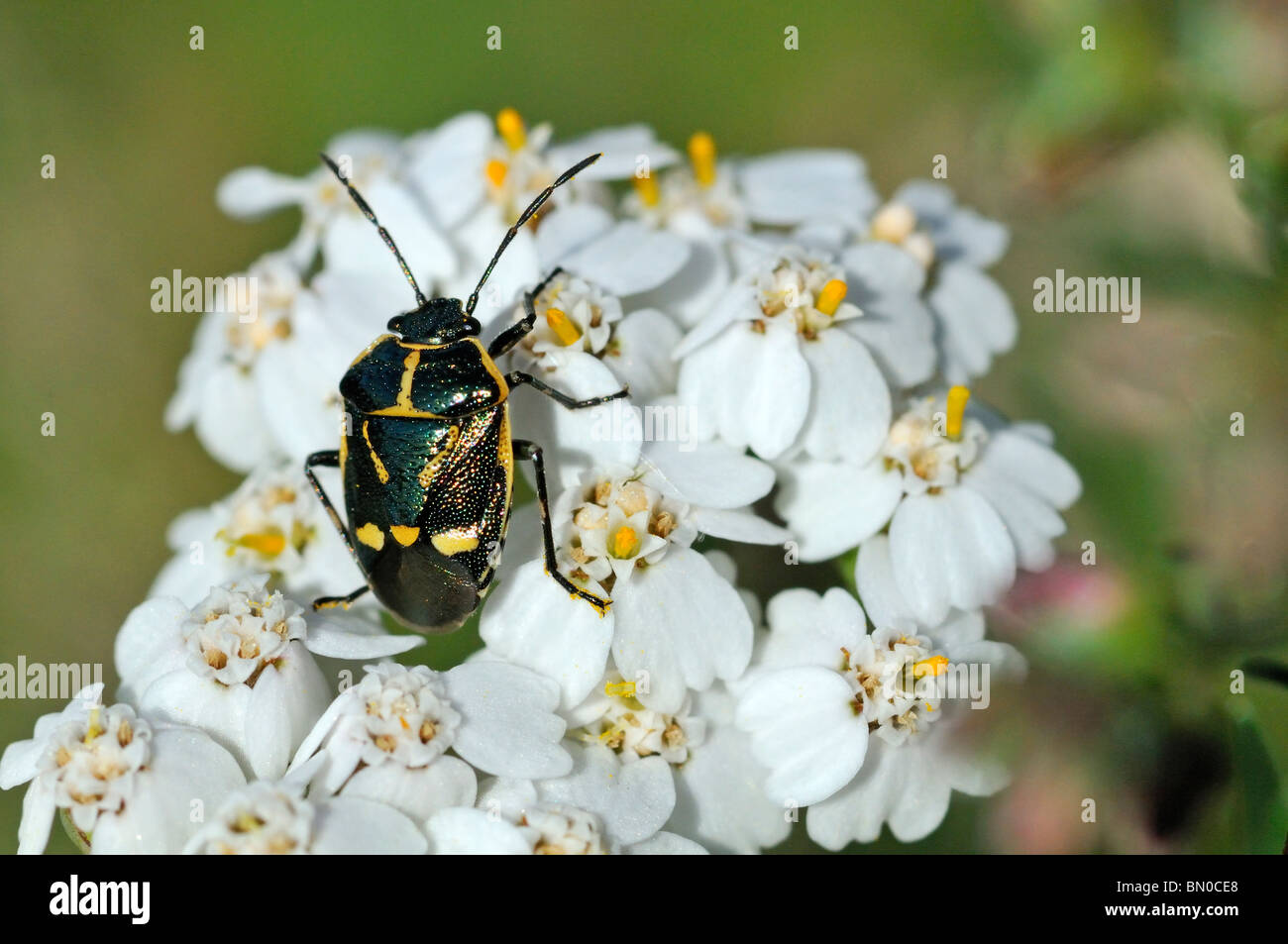 Eurydema oleraceum hi-res stock photography and images - Alamy
