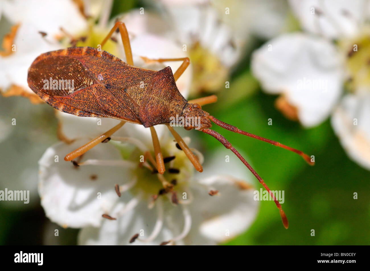 Coreus insect hemiptera bug hi-res stock photography and images - Alamy