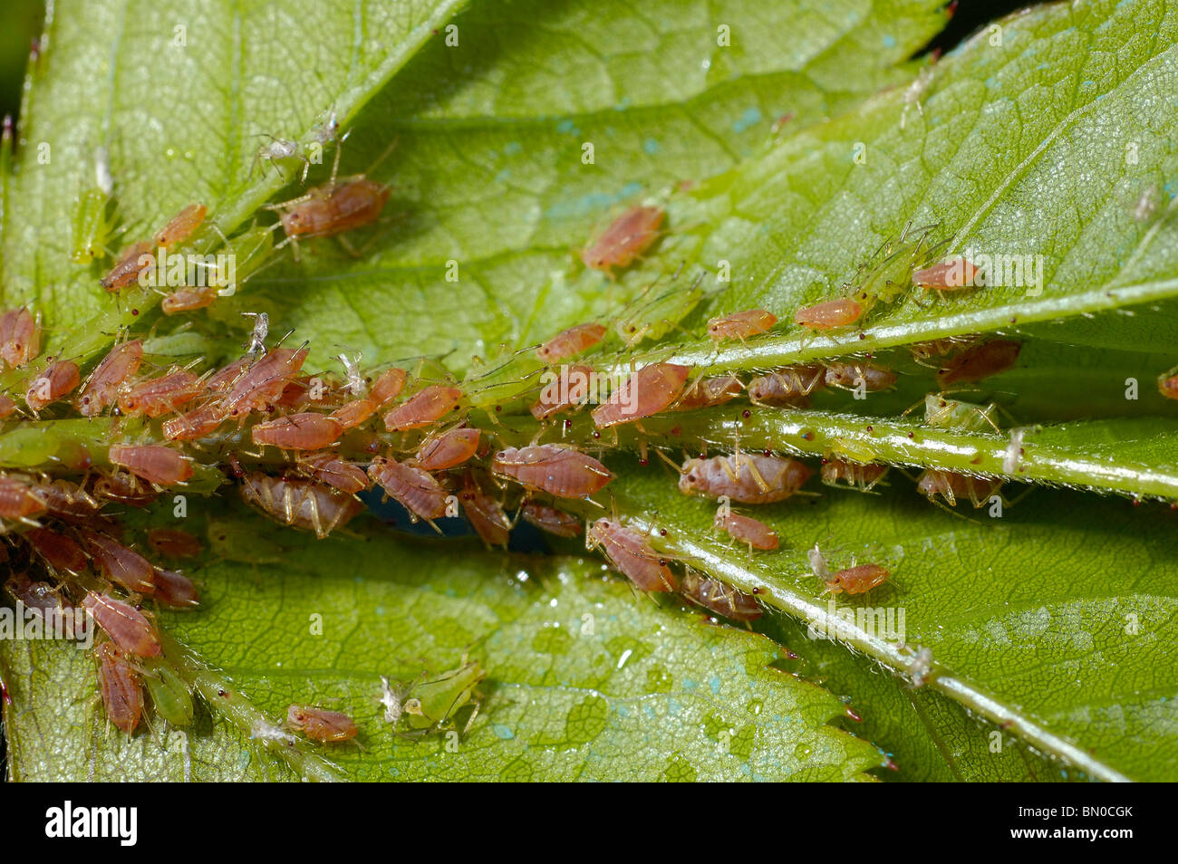 Psylloidea hi-res stock photography and images - Alamy