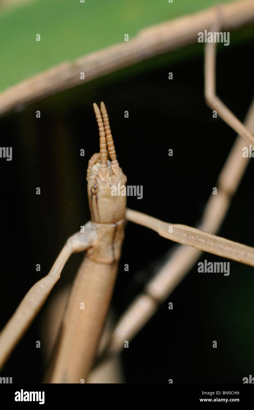 Bacillus rossii hi-res stock photography and images - Alamy