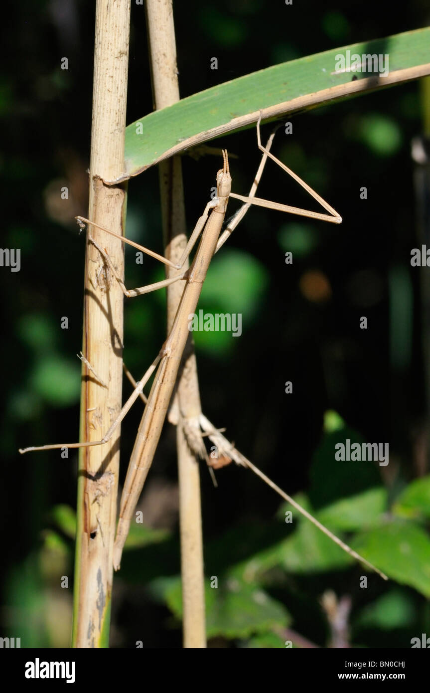 Bacillus rossii hi-res stock photography and images - Alamy