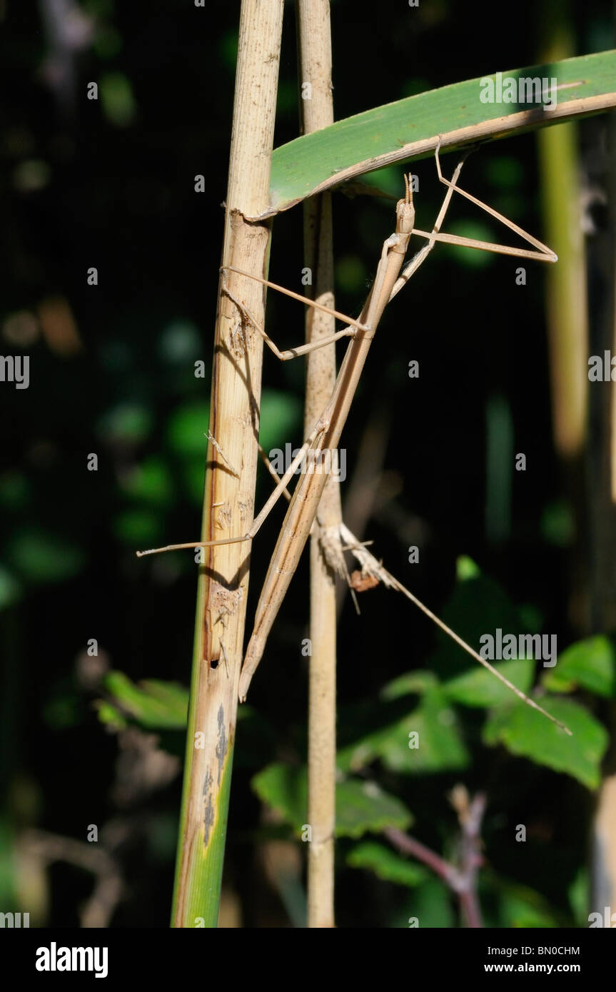 Bacillus rossii hi-res stock photography and images - Alamy