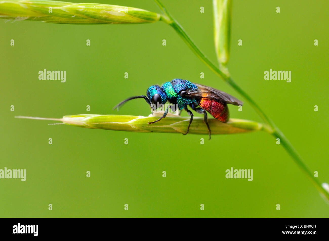 Chrysis insecta hi-res stock photography and images - Alamy