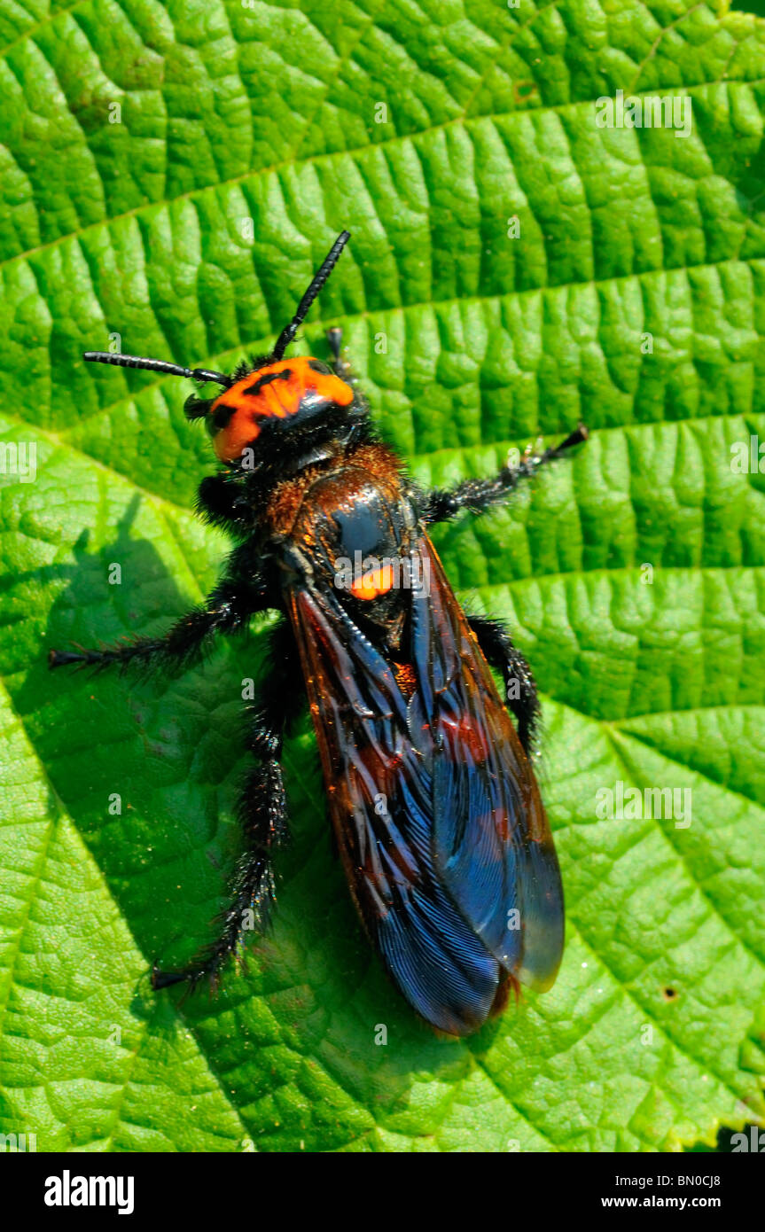 Scolia hi-res stock photography and images - Alamy