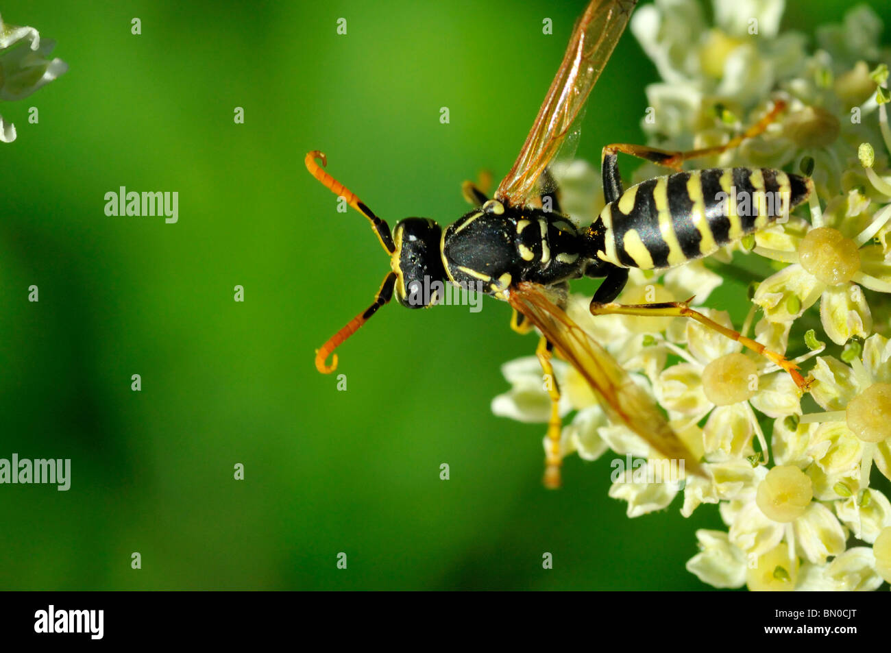 Polistes sp Stock Photo - Alamy