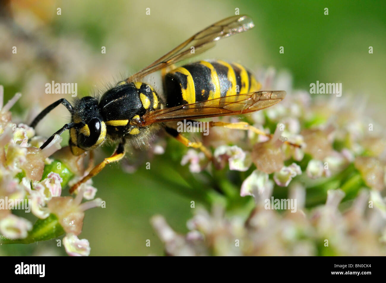 Vespula vulgaris, Common wasp Stock Photo - Alamy