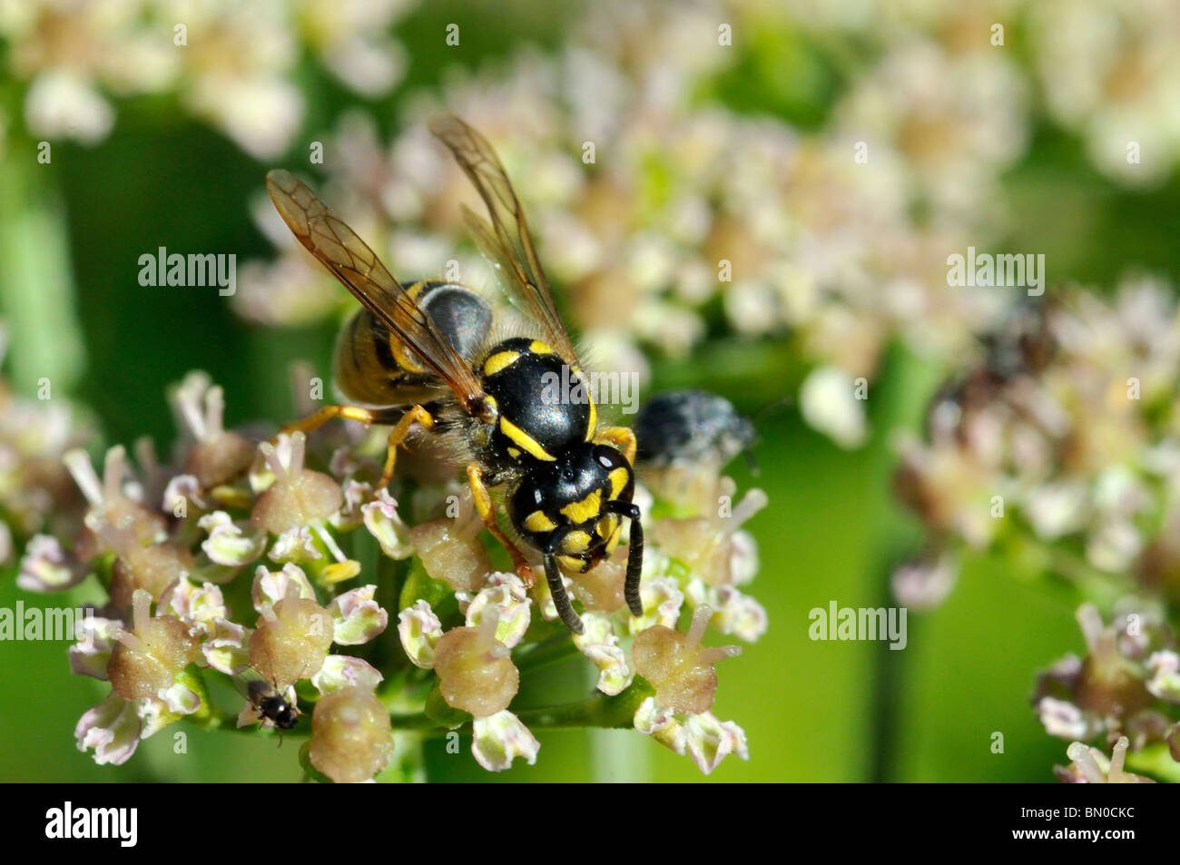 Vespula vulgaris, Common wasp Stock Photo - Alamy