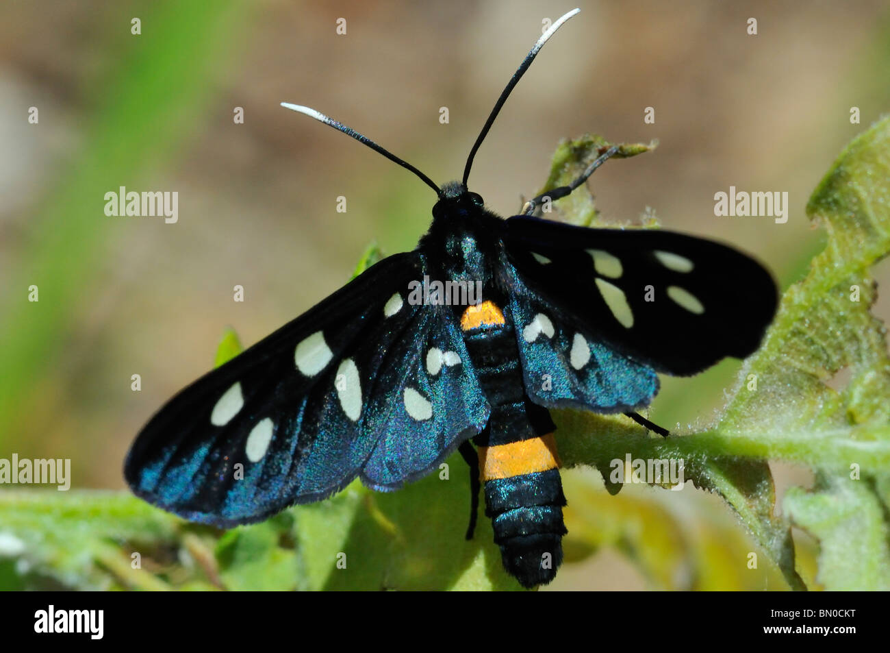 Amata phegea, Nine-spotted moth Stock Photo - Alamy