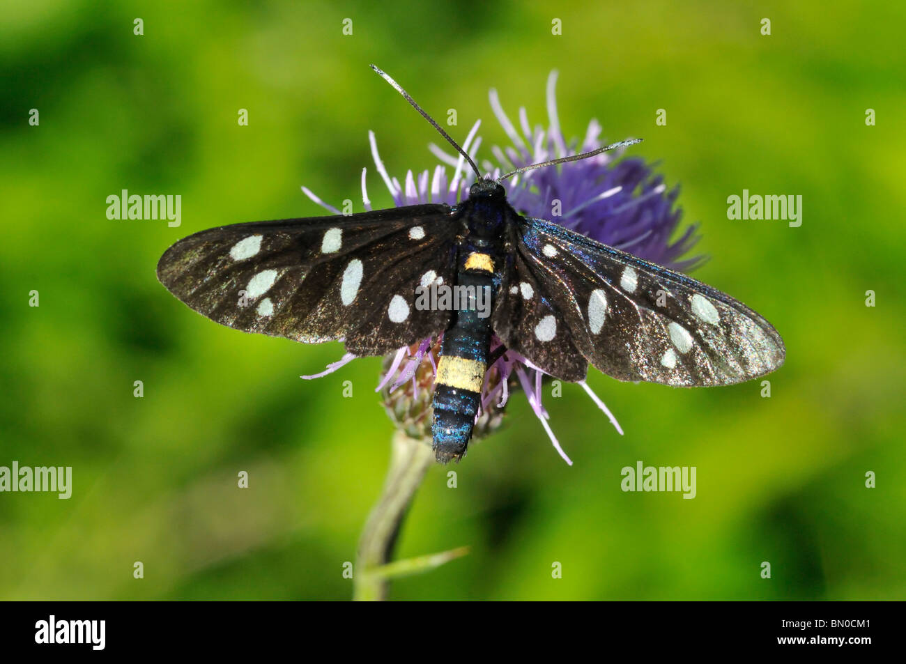 Amata phegea, Nine-spotted moth Stock Photo - Alamy
