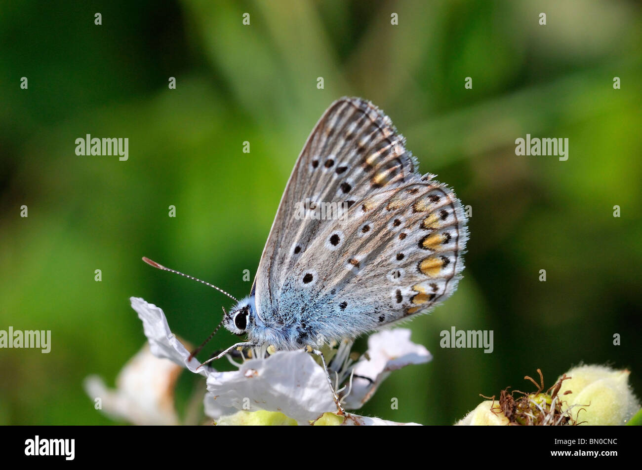 Polyommatus icarus, Common Blue Stock Photo - Alamy