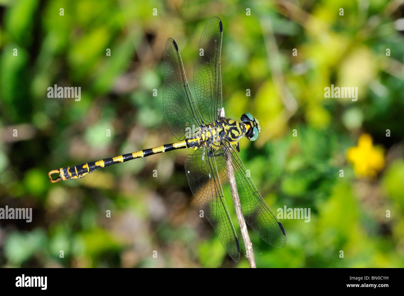 Onychogomphus forcipatus Stock Photo - Alamy Onychogomphus forcipatus Stock Photo - Alamy