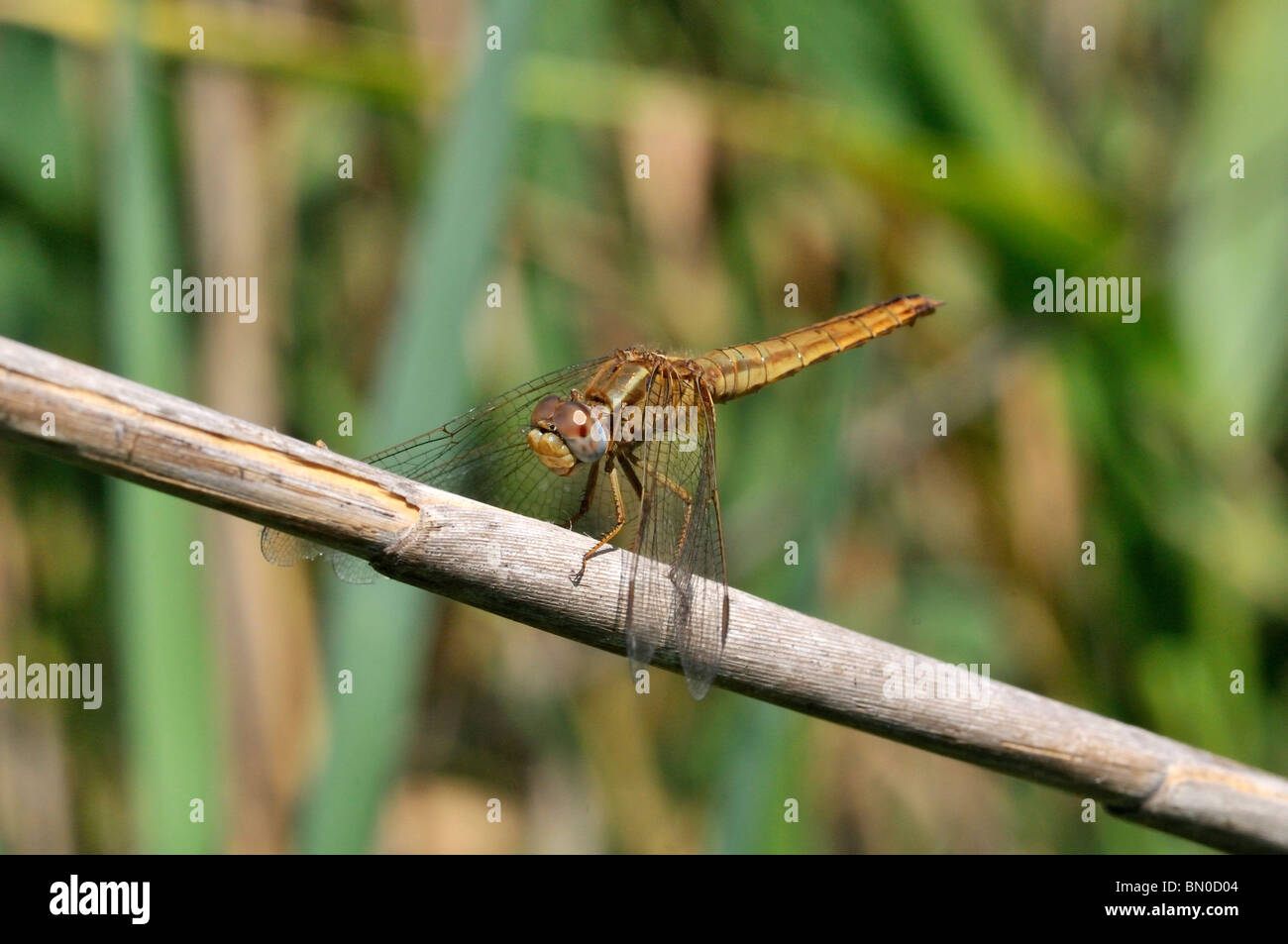 Crocothemis erythraea, Scarlet Dragonfly female Stock Photo - Alamy