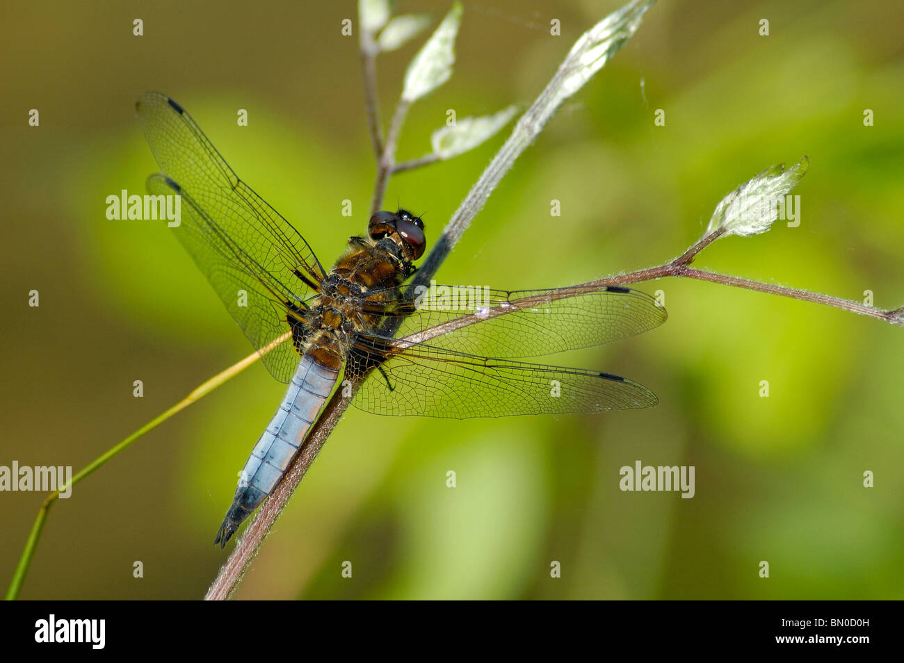 Libellula fulva, Scarce Chaser Stock Photo - Alamy