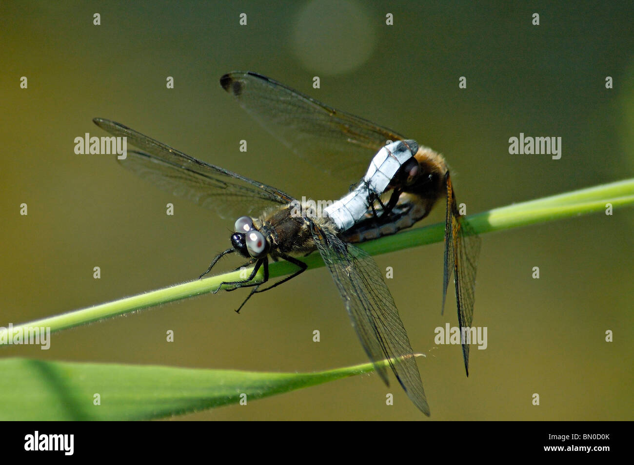 Libellula fulva, Scarce Chaser Stock Photo - Alamy