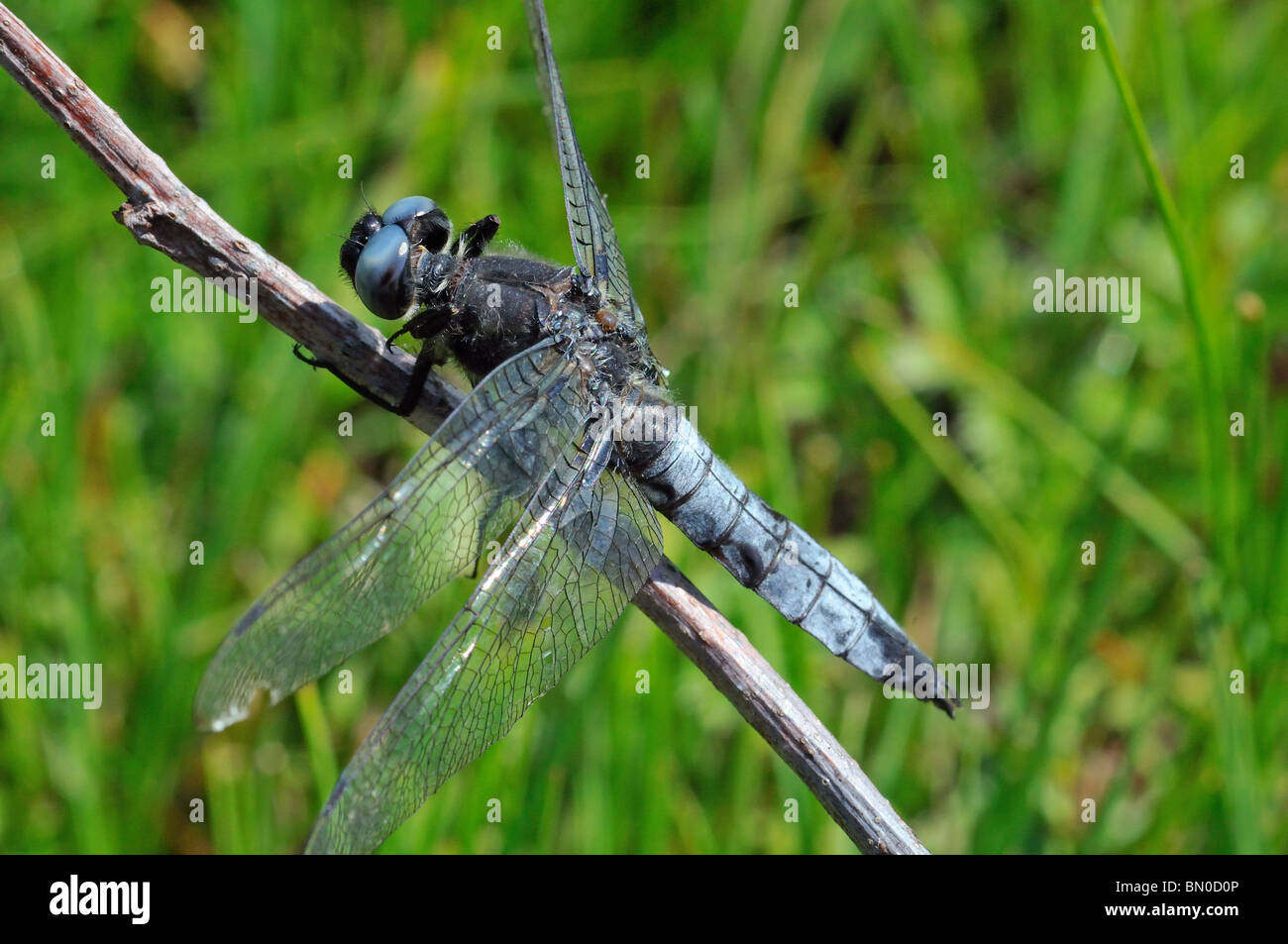 Libellula fulva, Scarce Chaser male Stock Photo - Alamy