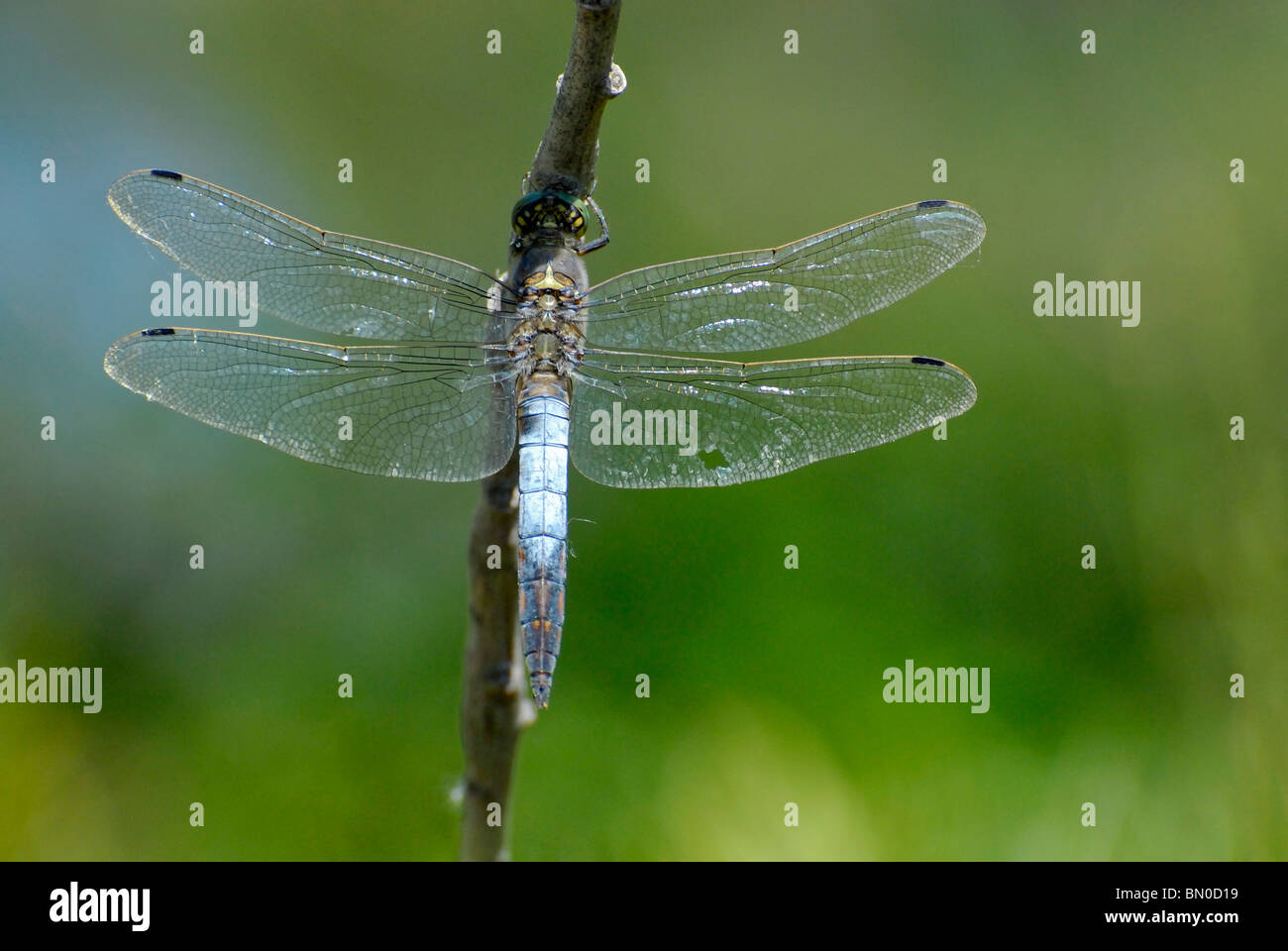 Orthetrum cancellatum, Black-tailed Skimmer male Stock Photo - Alamy