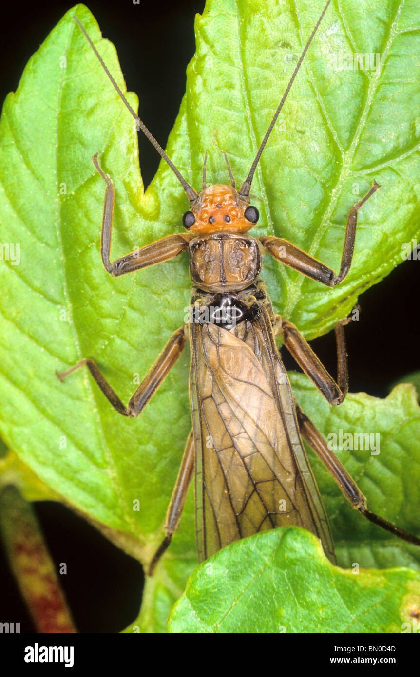 Plecoptera hi-res stock photography and images - Alamy