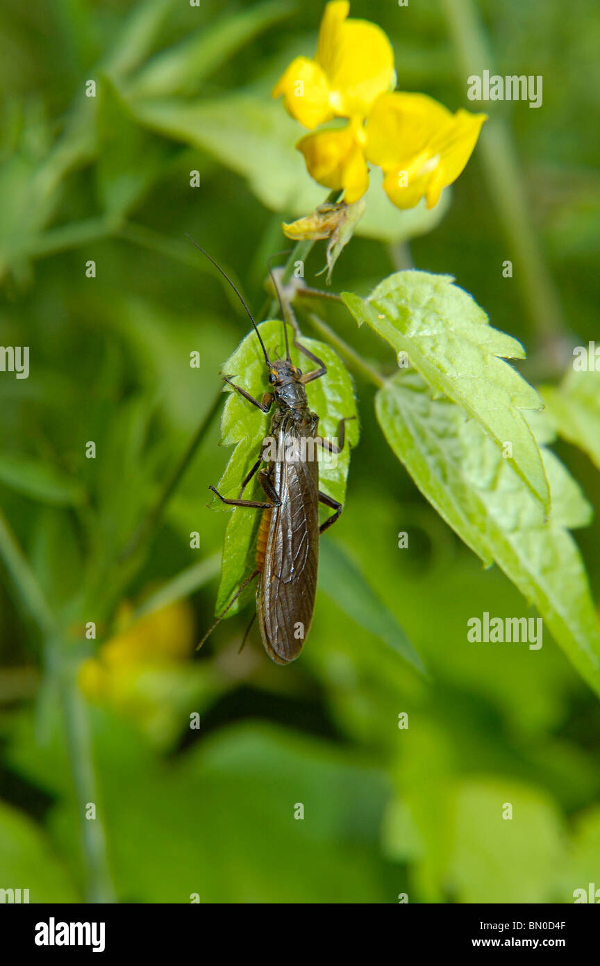 Plecoptera hi-res stock photography and images - Alamy
