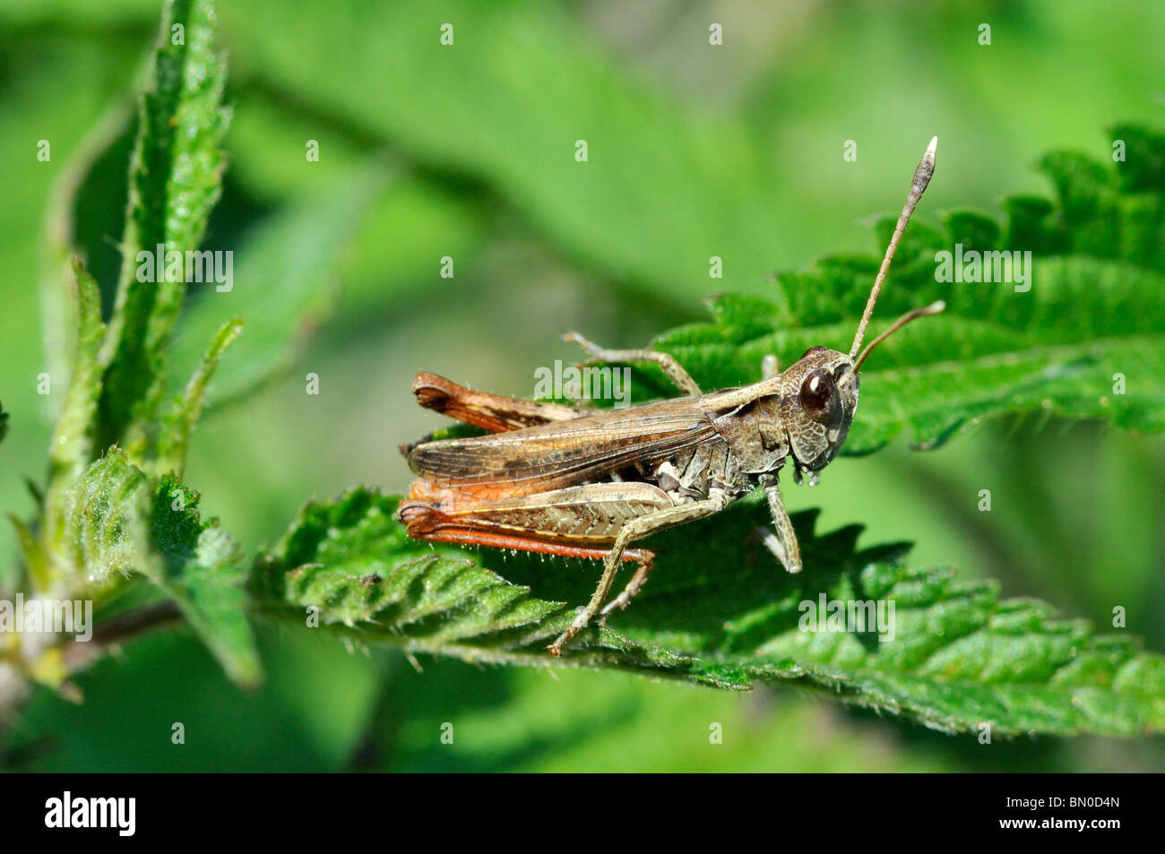 Orthoptera sp hi-res stock photography and images - Alamy