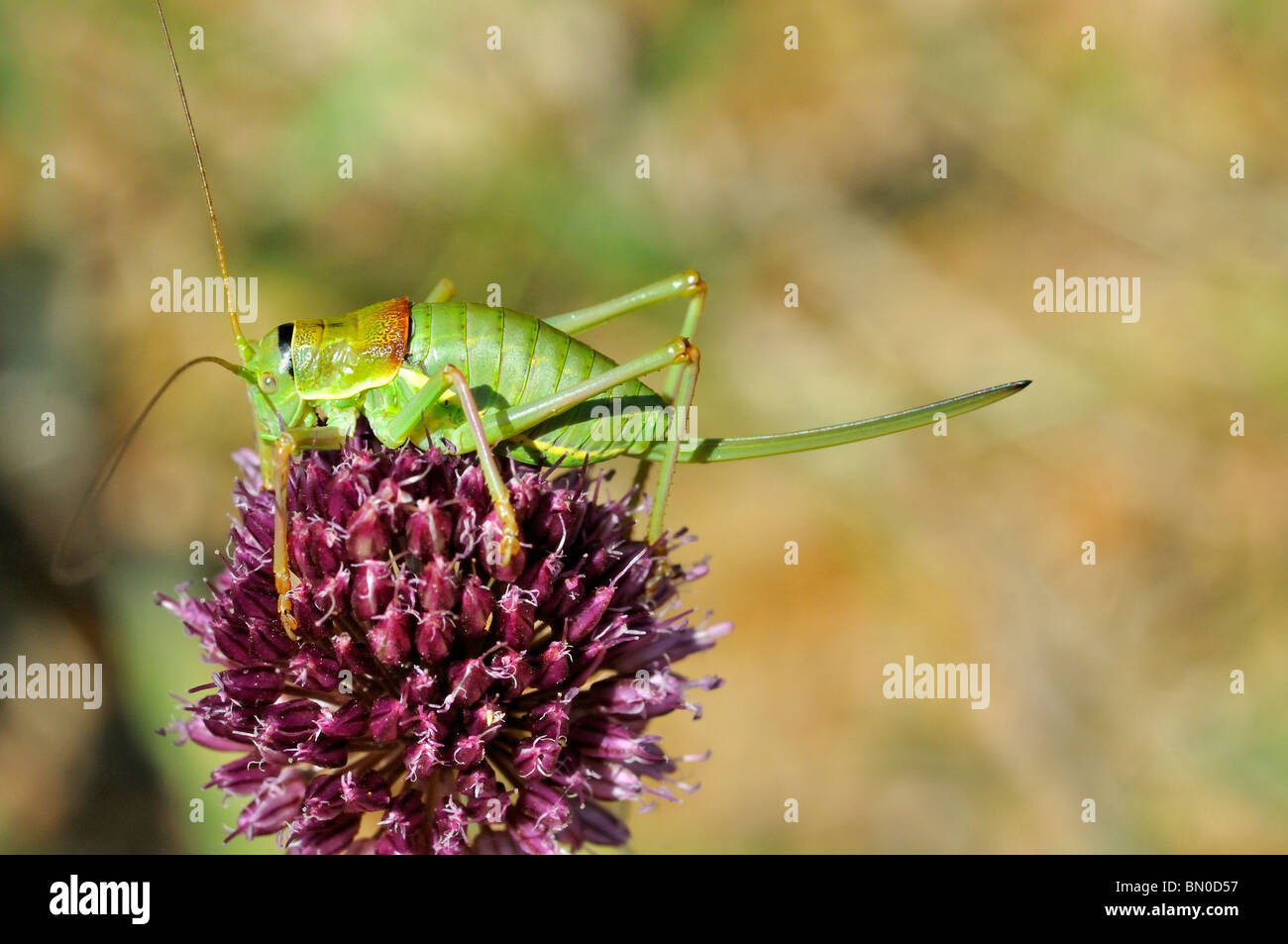 Ephippiger hi-res stock photography and images - Alamy