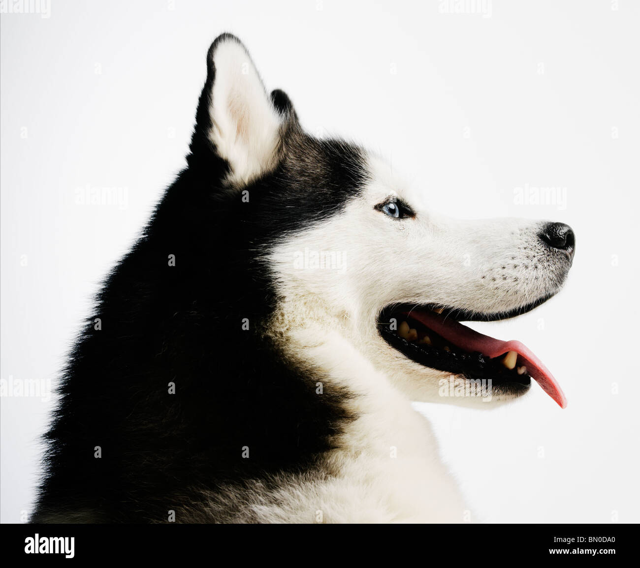 Black and white husky hi-res stock photography and images - Alamy